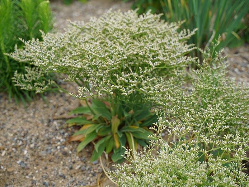 Goniolimon (Limonium) tataricum - Die Staudengärtnerei - Der Staudens