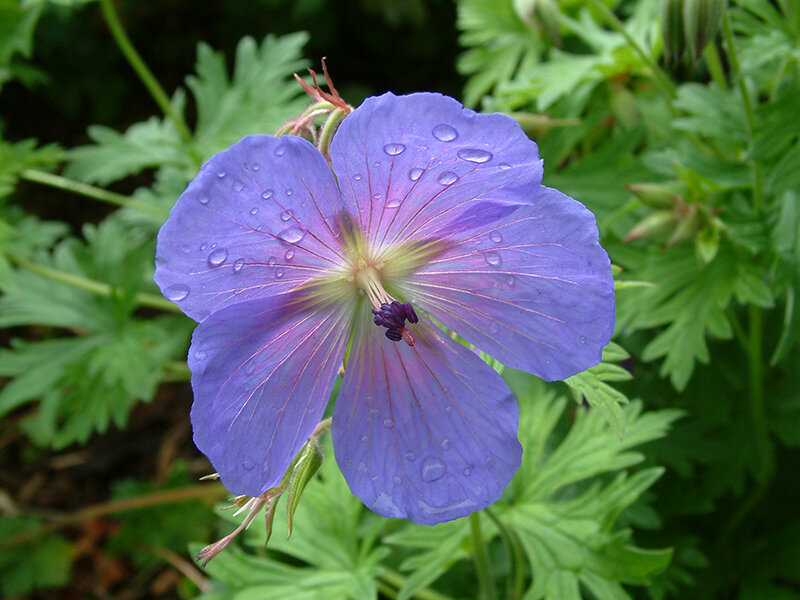 Geranium himalayense 'Baby Blue' - Die Staudengärtnerei - Der Stauden