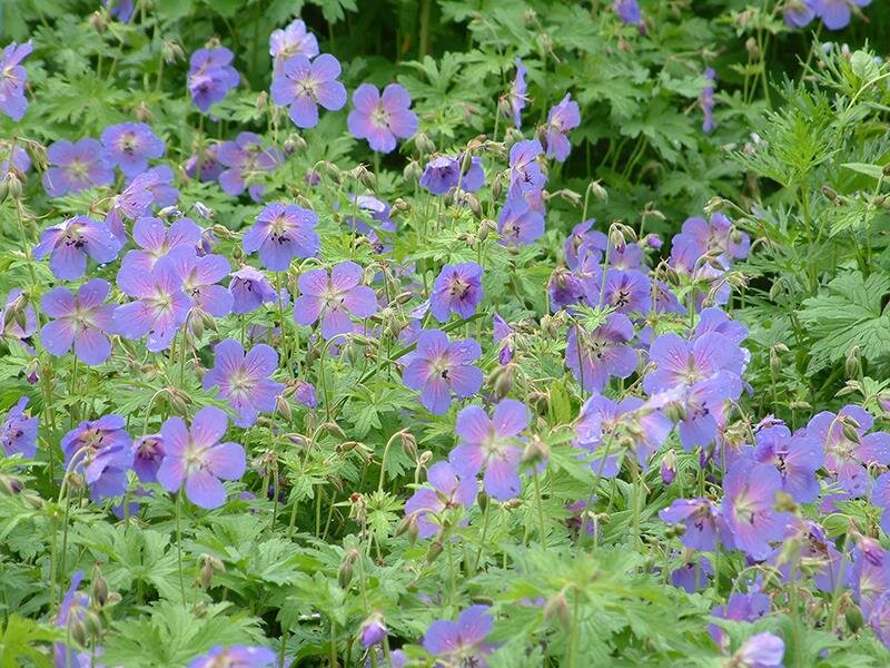 Geranium himalayense 'Baby Blue', 3,80