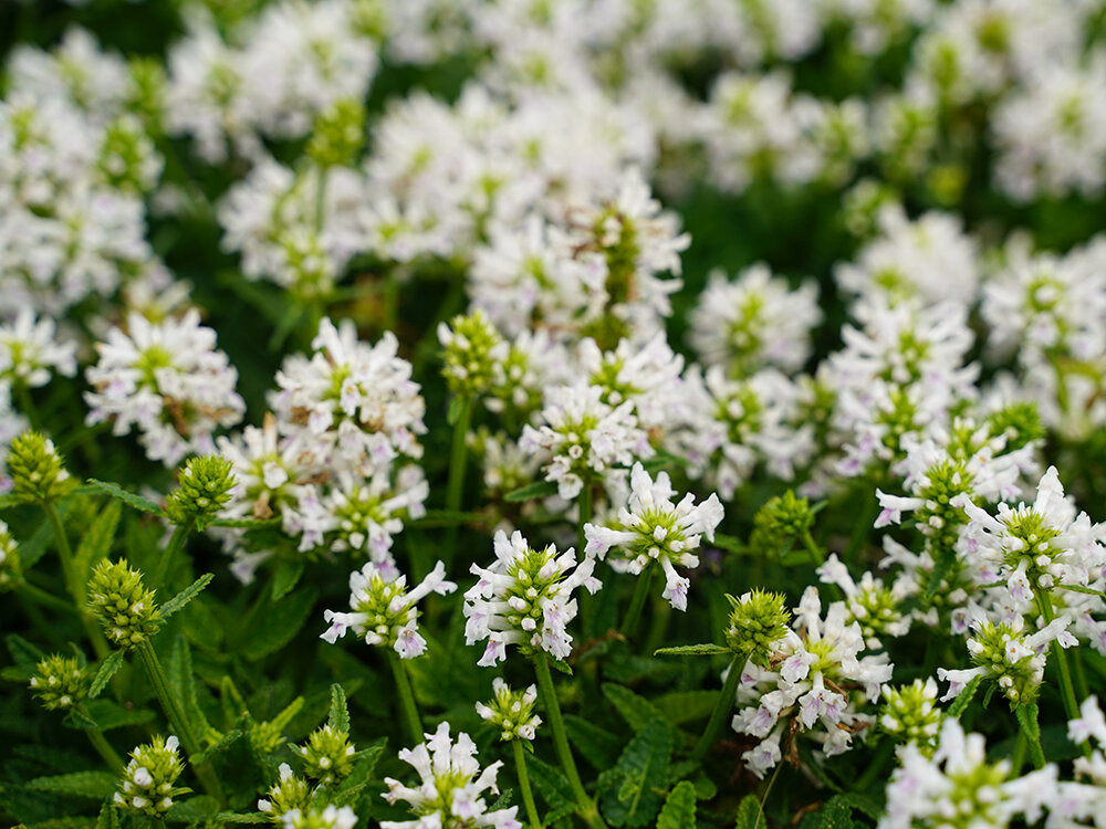Triglochin maritimum, 3,80
