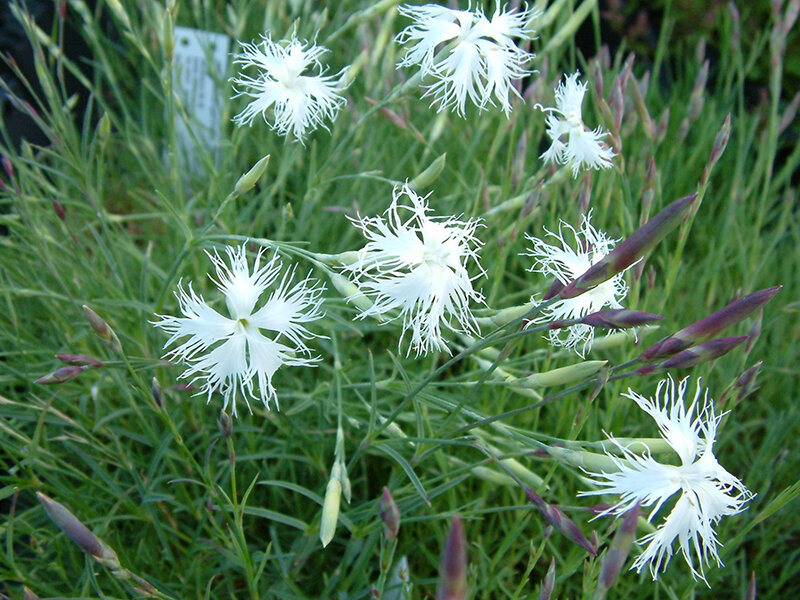 Dianthus arenarius - Die Staudengärtnerei - Der Staudenshop, 3,50