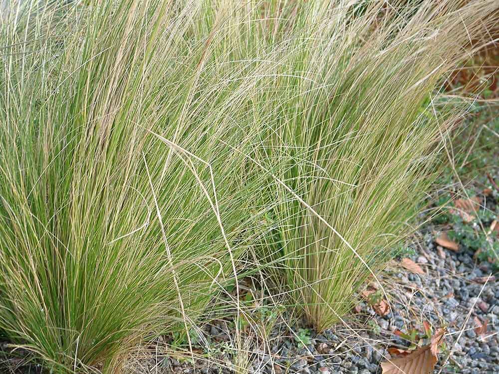 Nasella (Stipa) tenuissima (Schmidt ex. Chisos Mountains), 4,50
